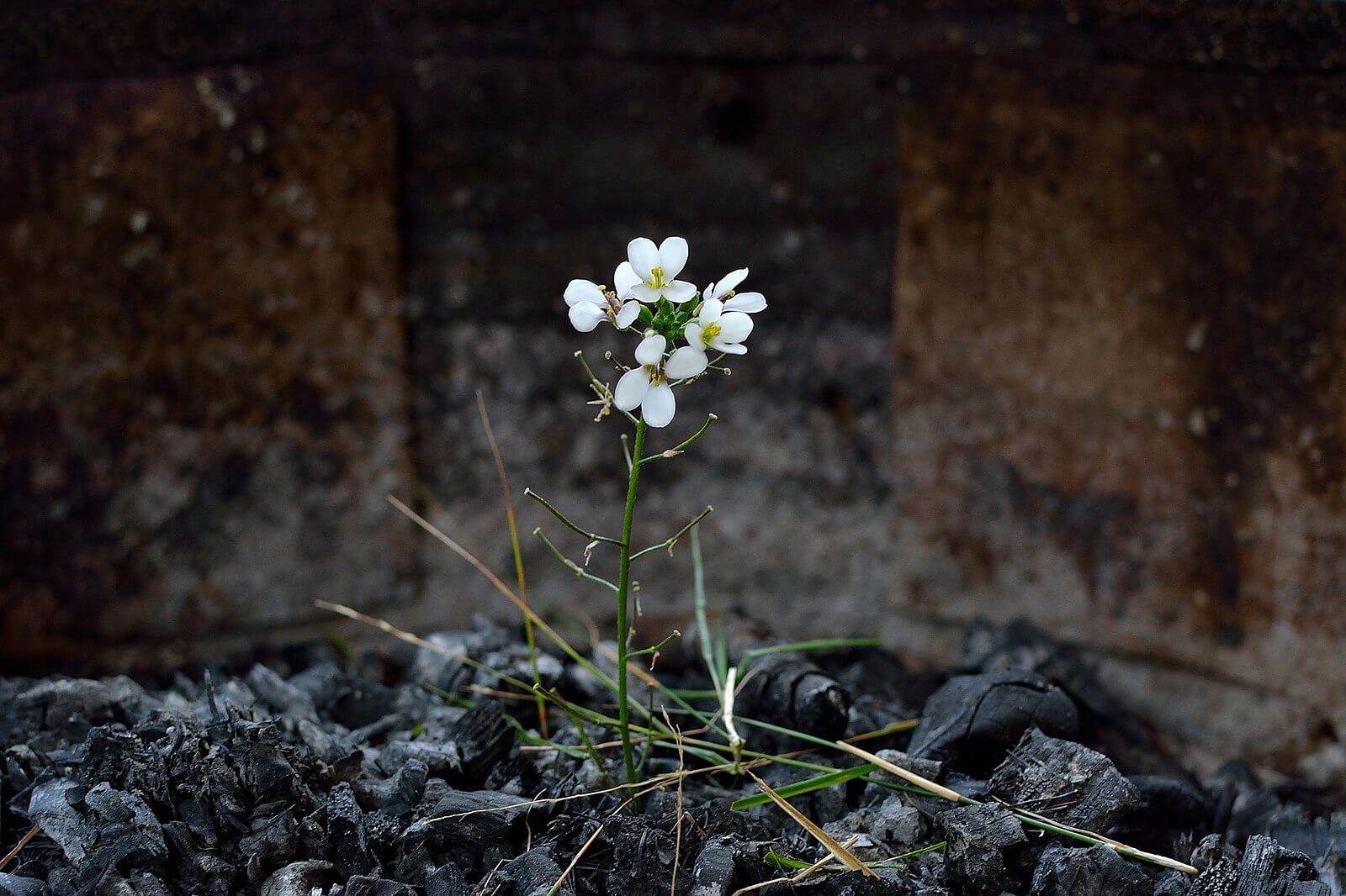 Beauty for Ashes - Heritage Reformed Churches